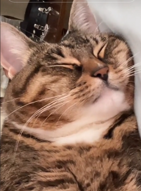 トゥレット症候群のかわいいインフルエンサー、レイチェル・チャレフ(Rachel chaleff)について調べた | グローバルスターズカフェ